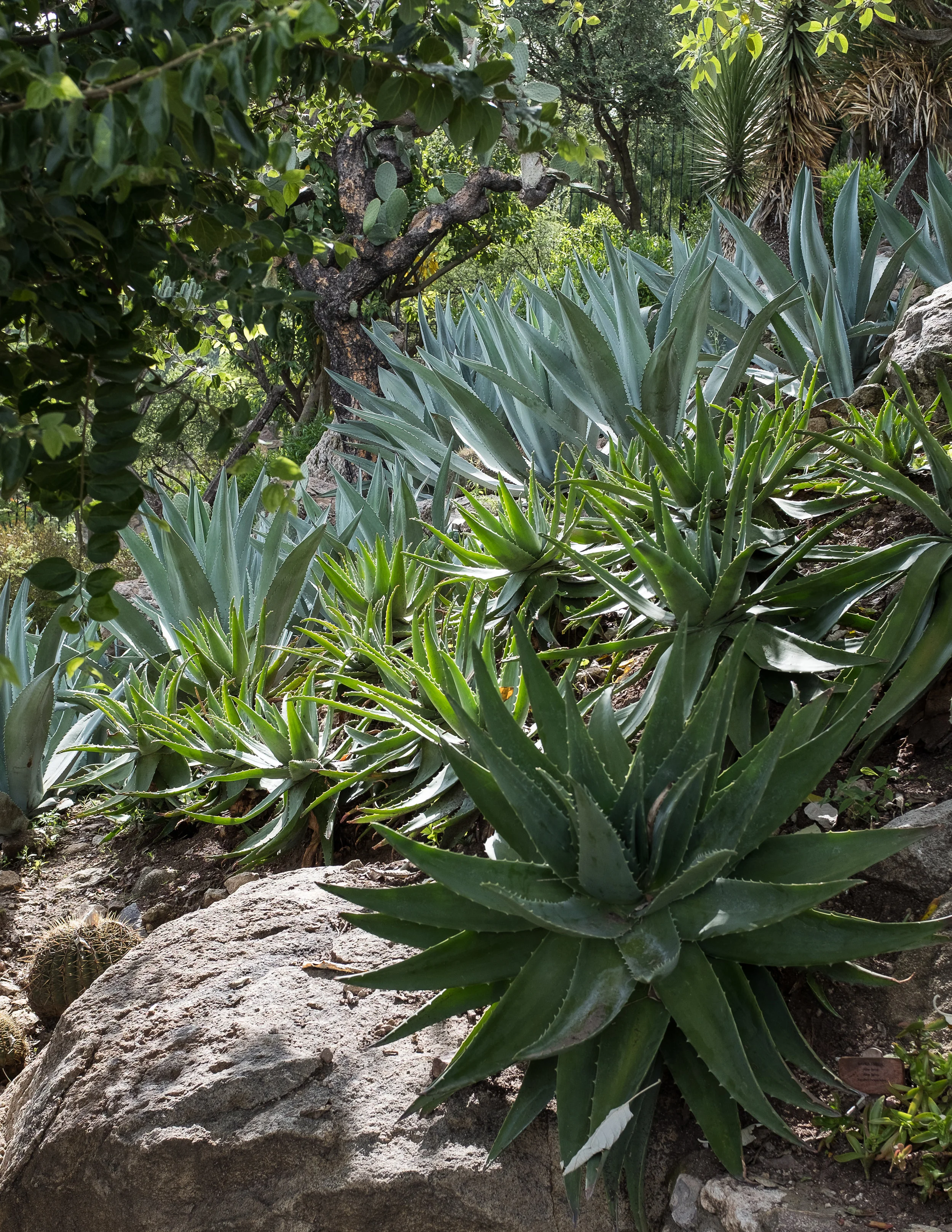 Sozo Landscape Design