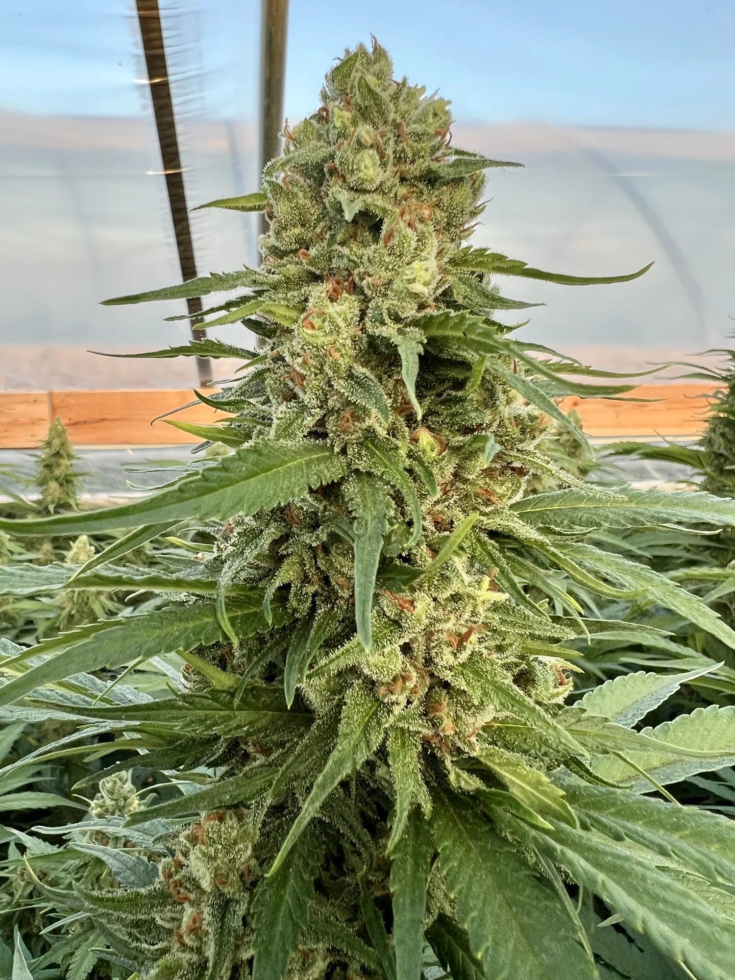 Sungrown Cannabis Strains — Lazy Bee Gardens