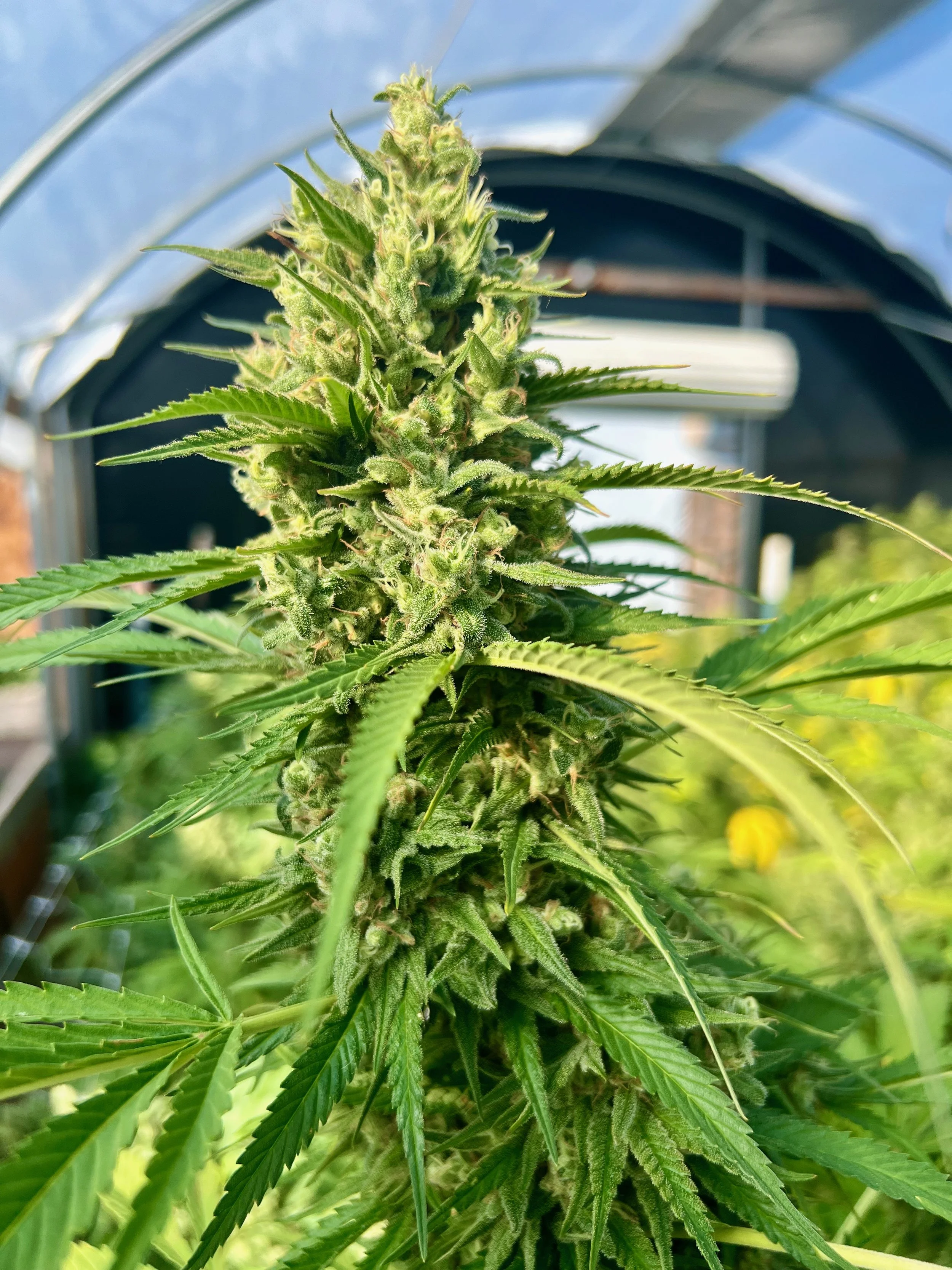 Sungrown Cannabis Strains — Lazy Bee Gardens