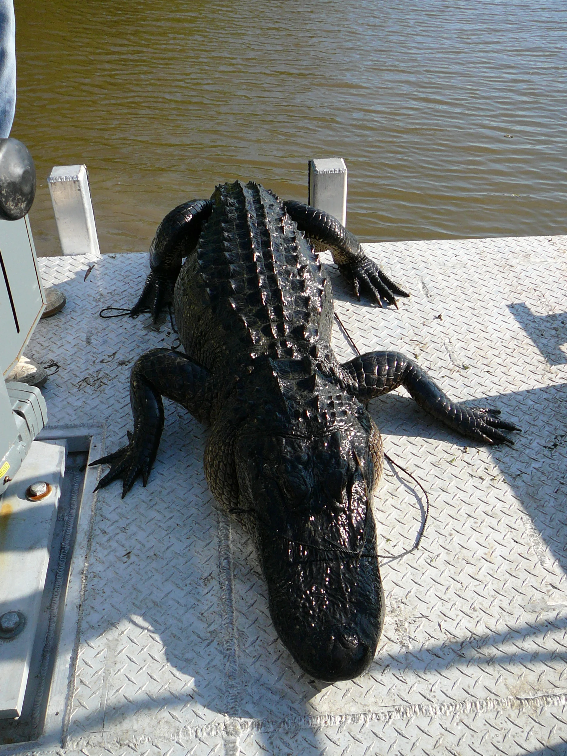 HUNTING — Explore Belle Isle