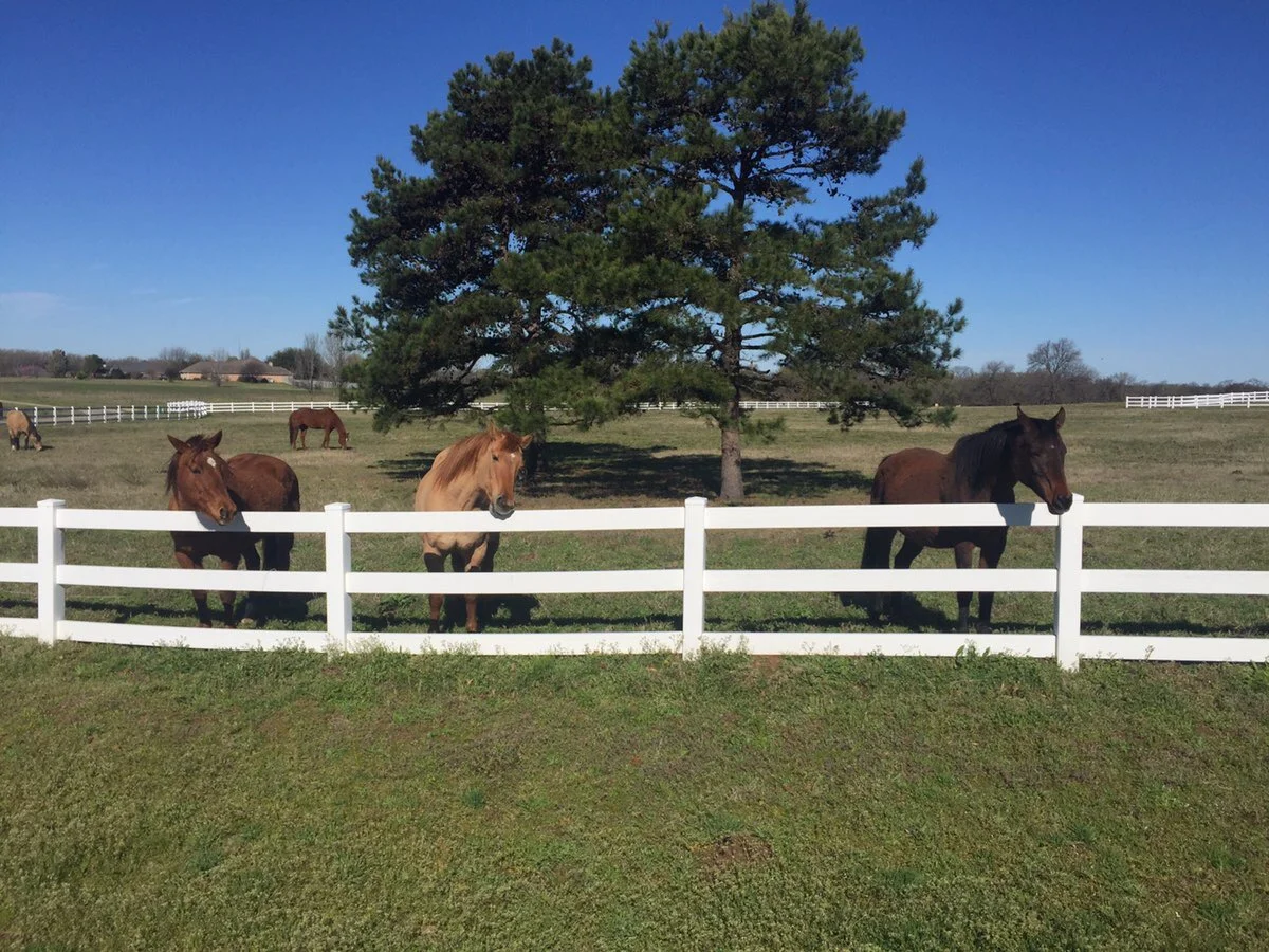 Pure Hope Horses — Pure Hope Foundation