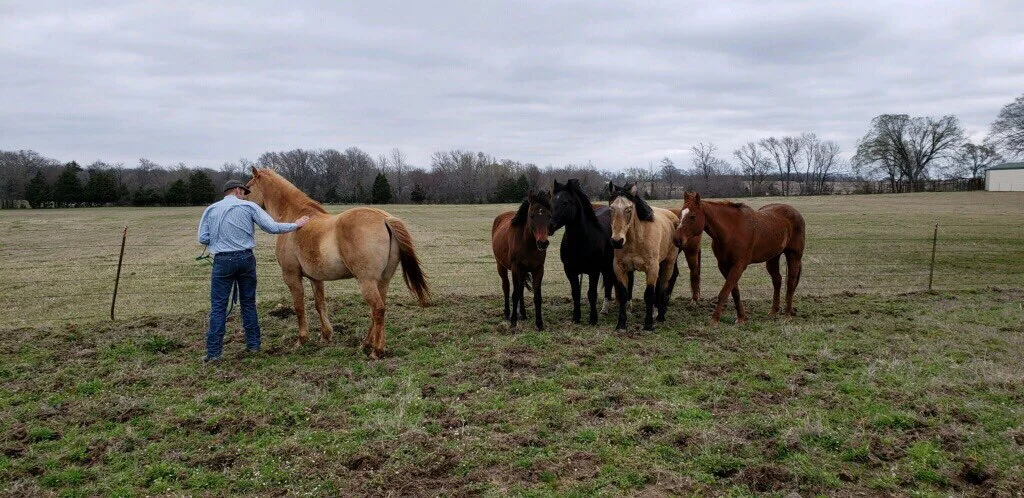 Pure Hope Horses — Pure Hope Foundation