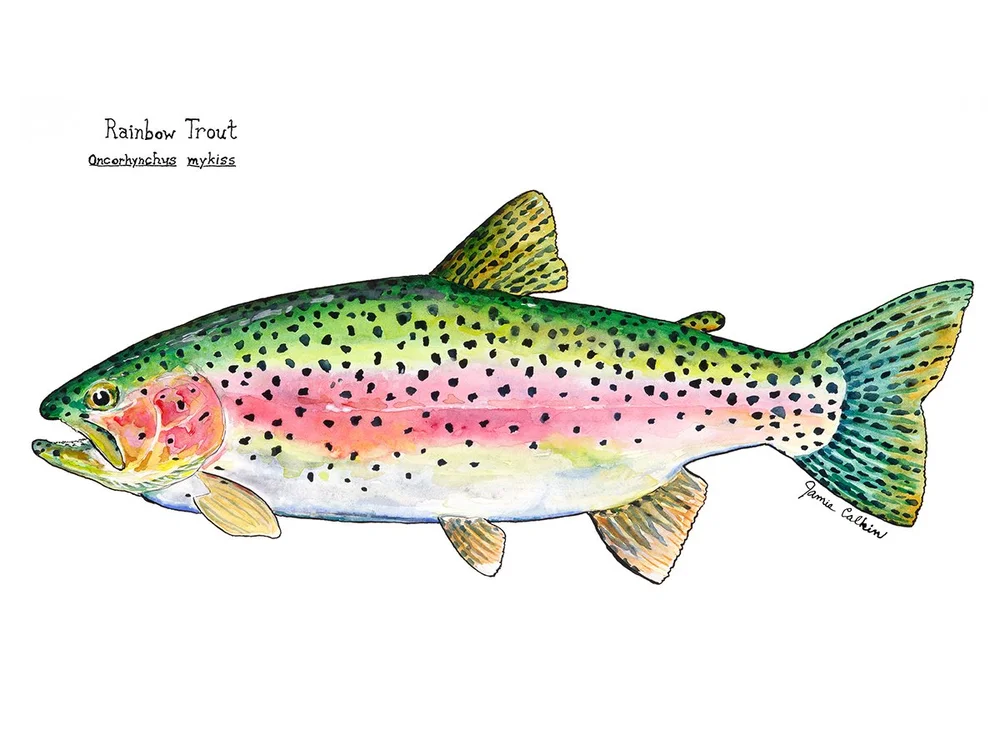 Rainbow Trout Watercolor