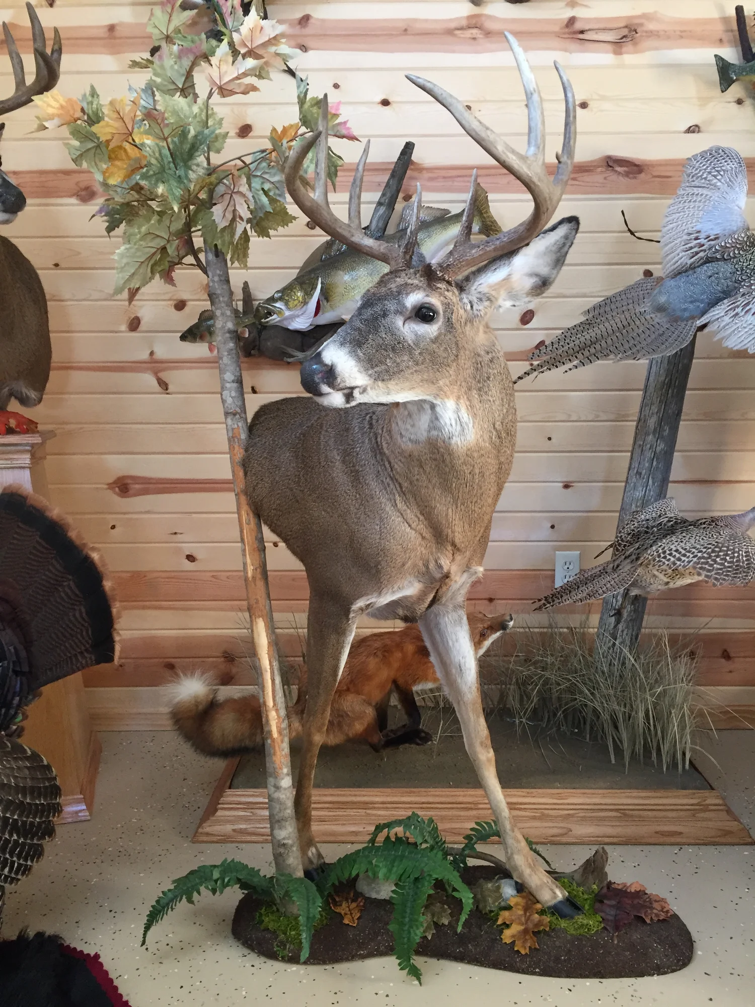 Whitetail Deer Trophy Rooms