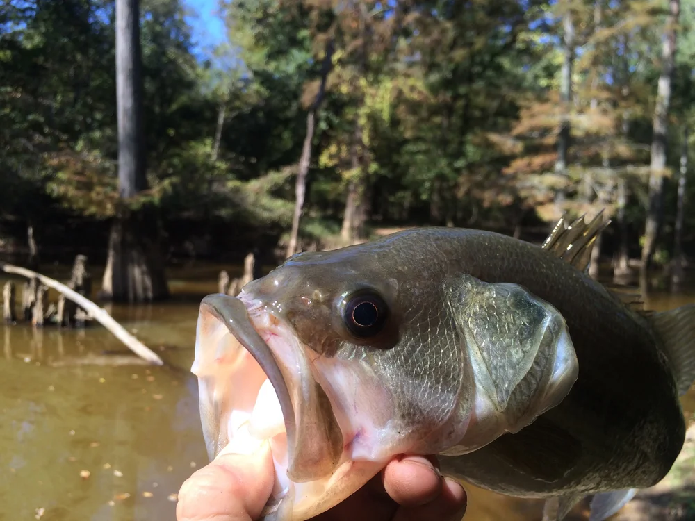 Hatchie River — Tennessee on the Fly
