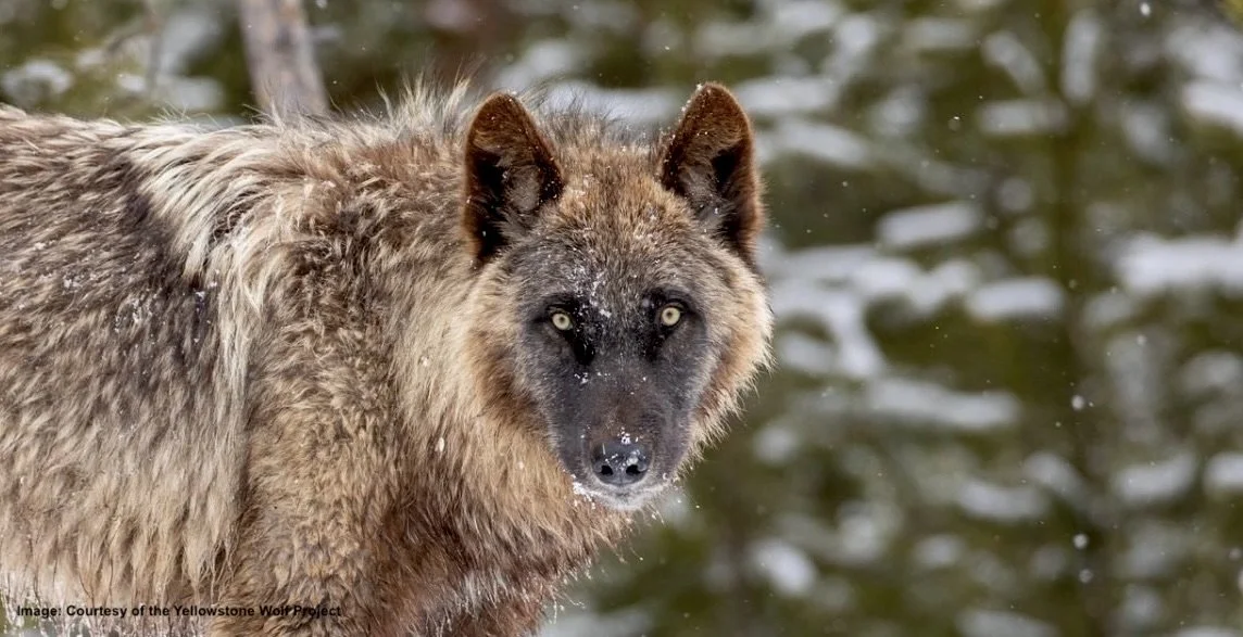 5 New Greatest Wolf Books that Bring You Into the Pack — Destination ...