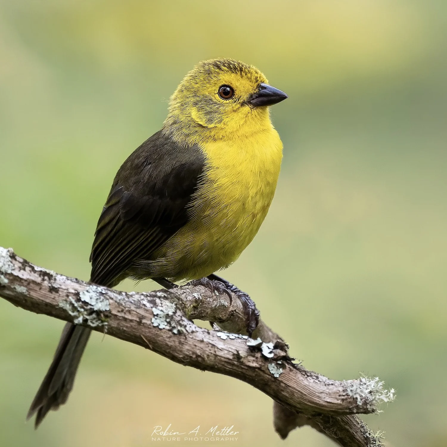 10 Beautiful Birds You Can ONLY See in Colombia — Destination: Wildlife™