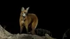 Introducing Maned Wolf, Timid,Tall and Not a Wolf at All — Destination ...
