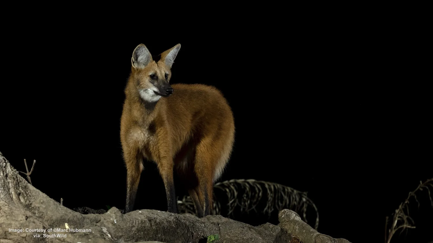 Introducing Maned Wolf, Timid,Tall and Not a Wolf at All — Destination ...
