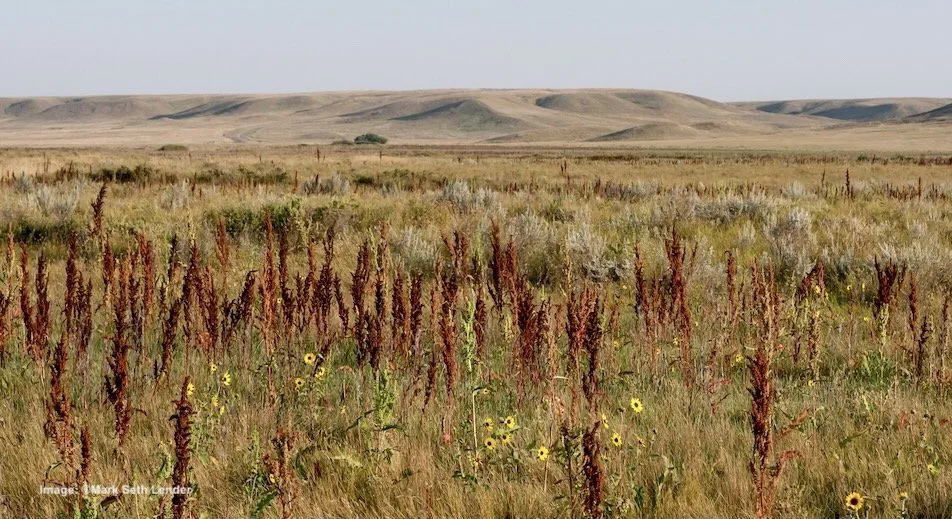 9 Reasons You Will Love the Grasslands National Park — Destination ...