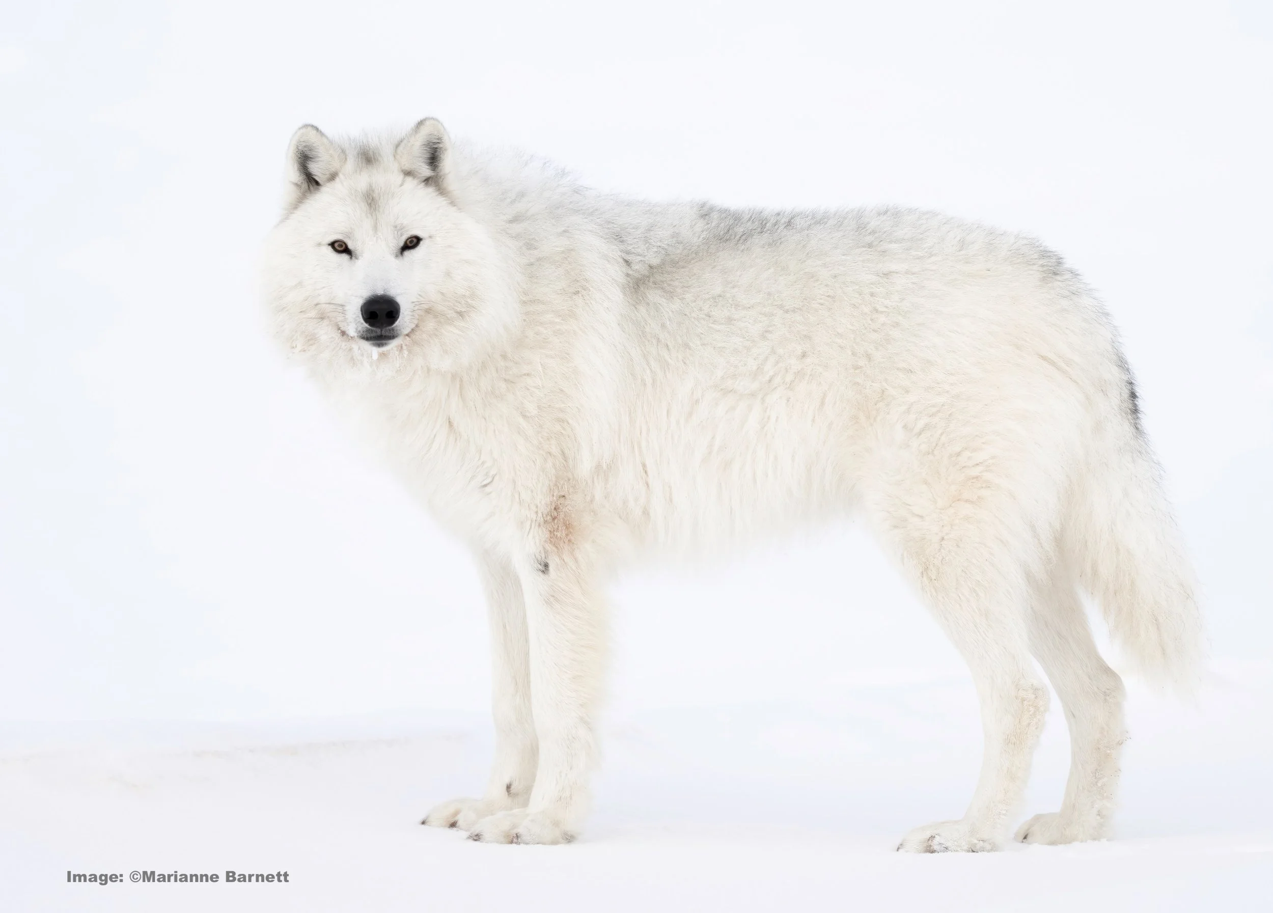 Arctic Wolves, One Woman’s Experience on Ellesmere Island — Destination ...