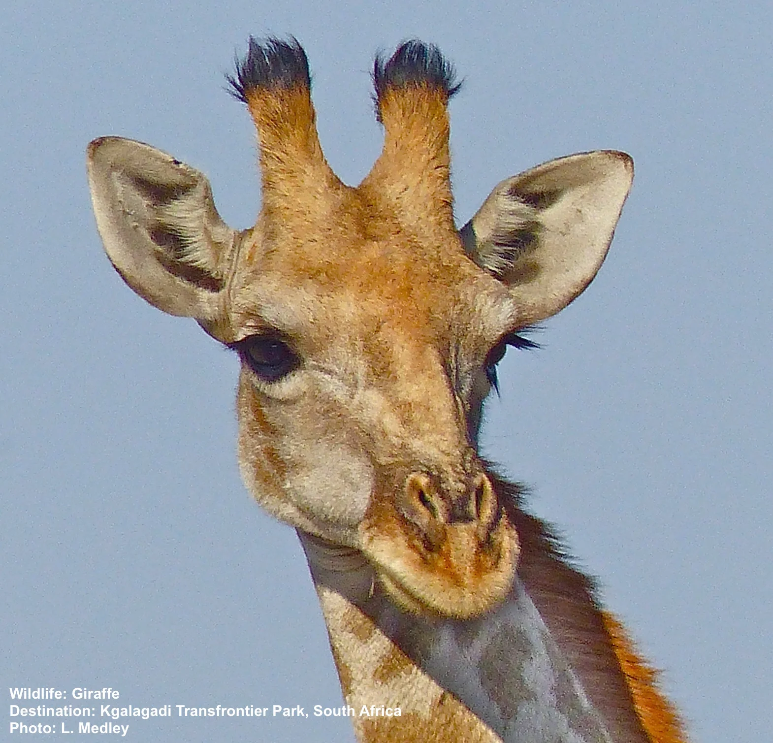 Giraffe — Destination: Wildlife™