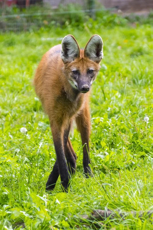 Maned Wolf — Destination: Wildlife™