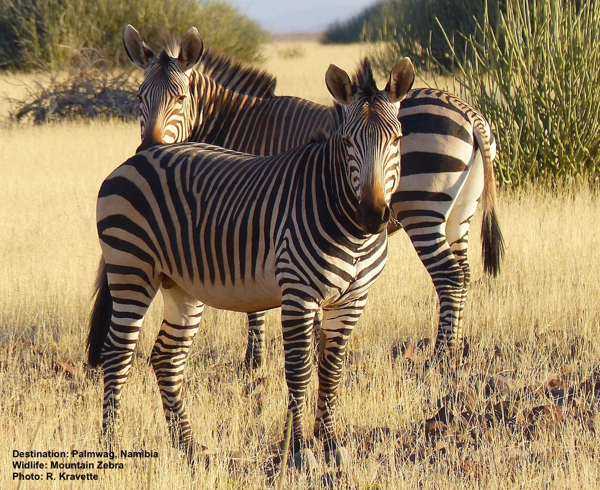 Zebra — Destination: Wildlife™