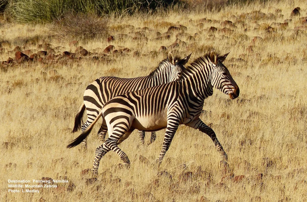 Zebra — Destination: Wildlife™