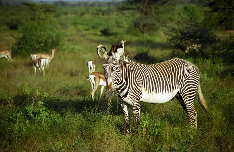 Zebra — Destination: Wildlife™