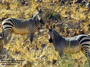 Zebra — Destination: Wildlife™