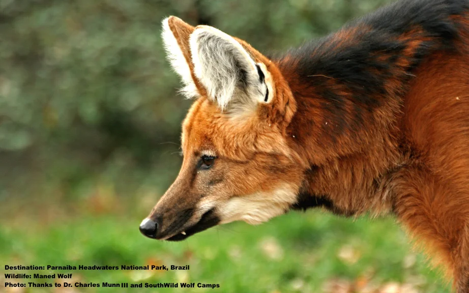 Maned Wolf — Destination: Wildlife™