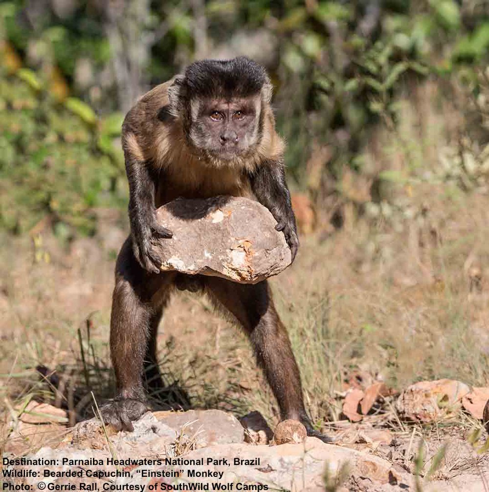 Capuchin Monkeys In The Wild