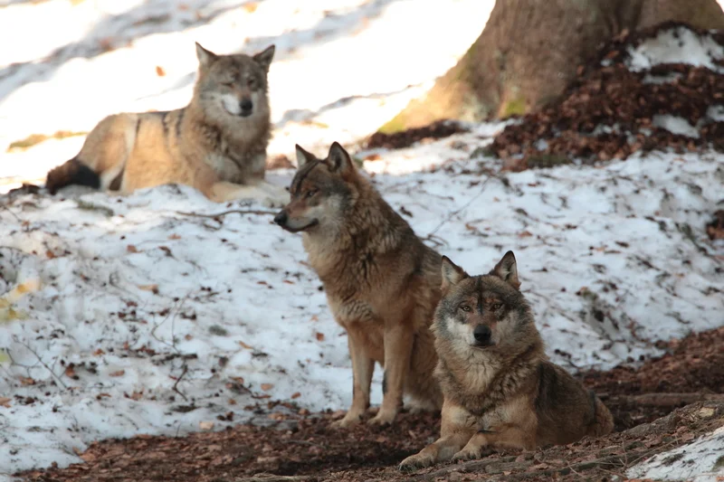 Gray Wolf — Destination: Wildlife™