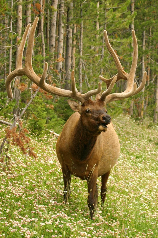 A Guide to Grey Wolves. All about Grey Wolves — Destination: Wildlife™