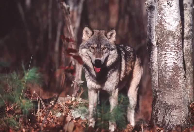 Gray Wolf: Fun Facts & Figures — Destination: Wildlife™