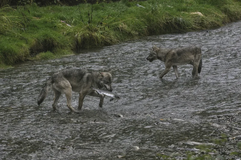 Prince of Wales Island: The Wildlife and Birds — Destination: Wildlife™