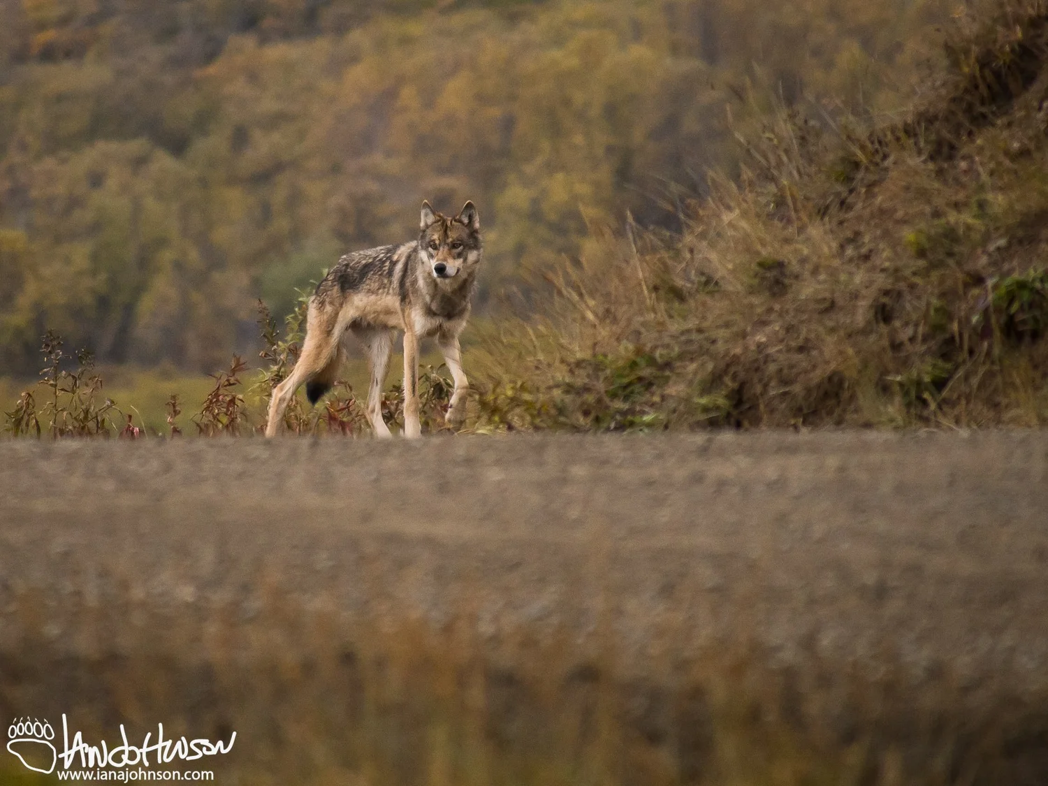 A Guide to Grey Wolves. All about Grey Wolves — Destination: Wildlife™