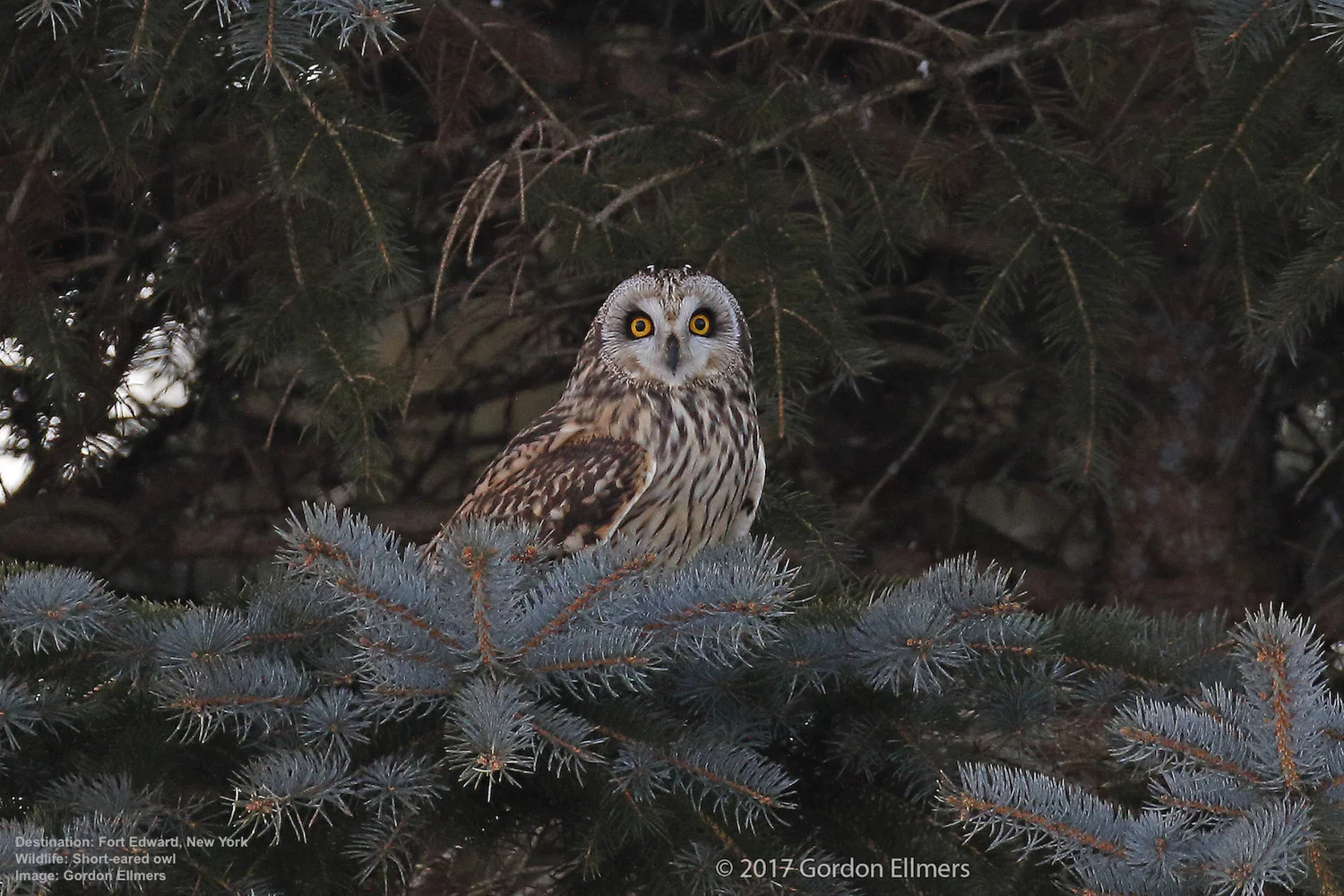 Finding Snowy Owls in New York State! — Destination: Wildlife™