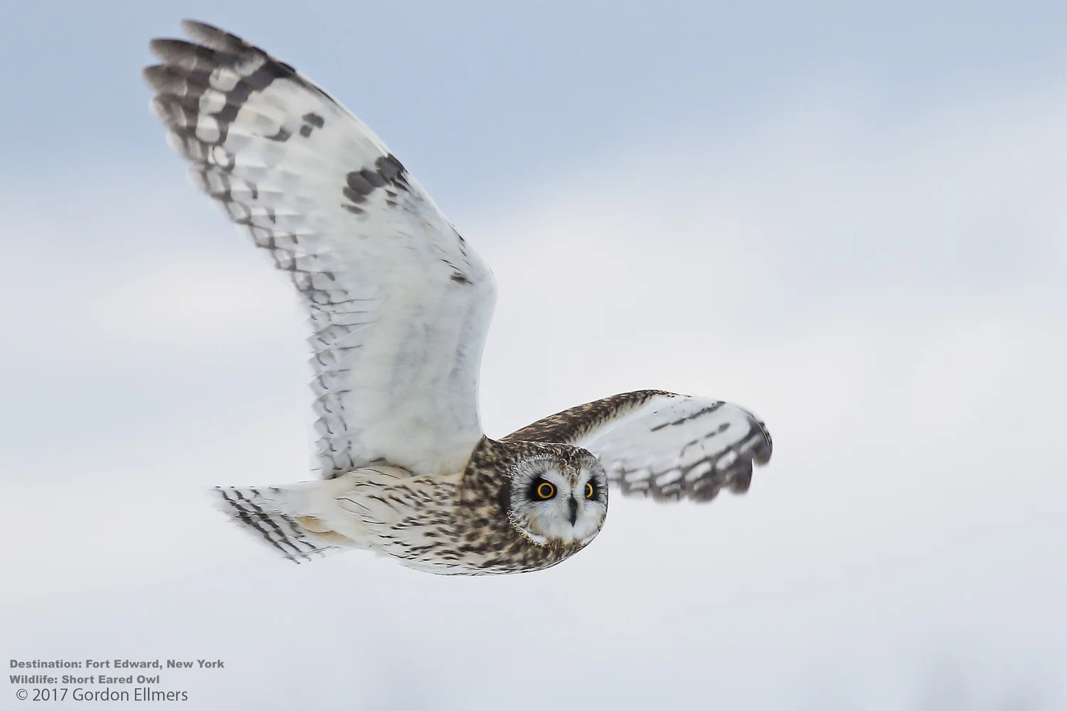 Finding Snowy Owls in New York State! — Destination: Wildlife™