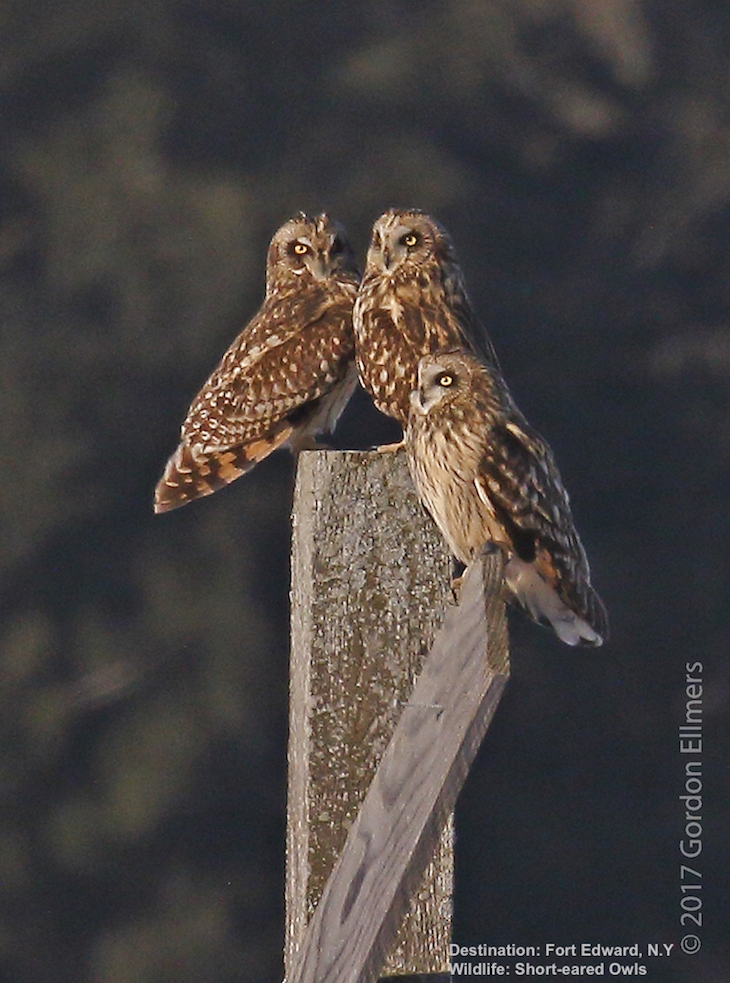 Finding Snowy Owls in New York State! — Destination: Wildlife™