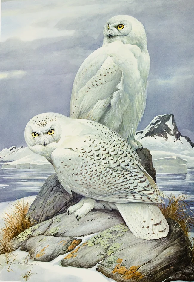 How to Watch Snowy Owls in the Wild — Destination: Wildlife™