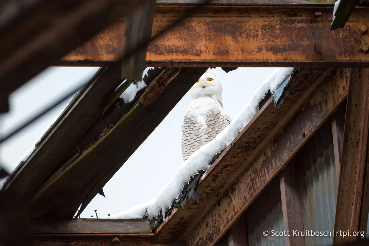 How to Watch Snowy Owls in the Wild — Destination: Wildlife™