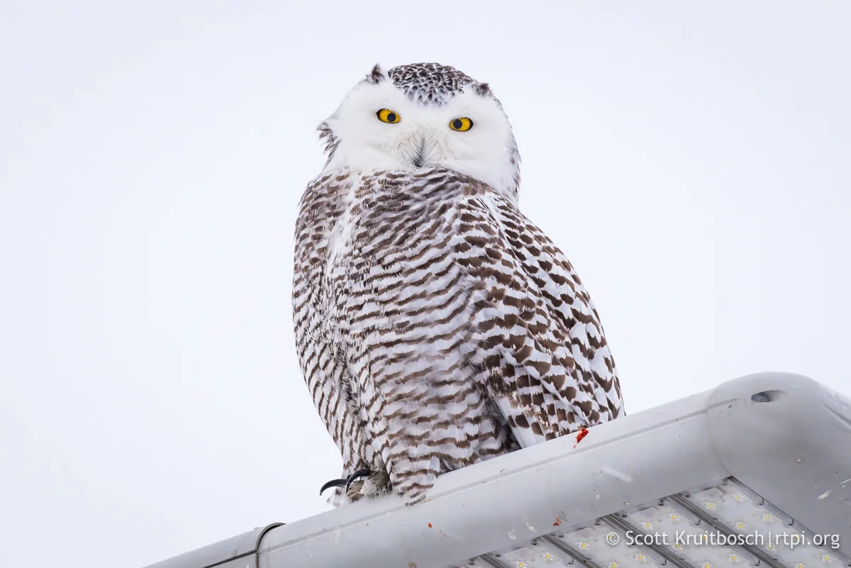 How to Watch Snowy Owls in the Wild — Destination: Wildlife™