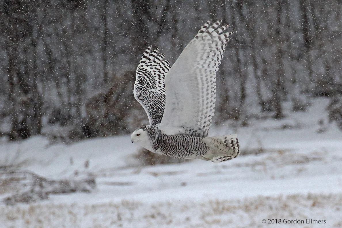 How to Watch Snowy Owls in the Wild — Destination: Wildlife™