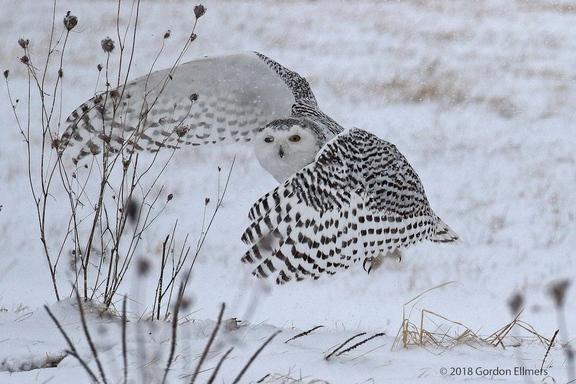 Snowy Owls Hunting