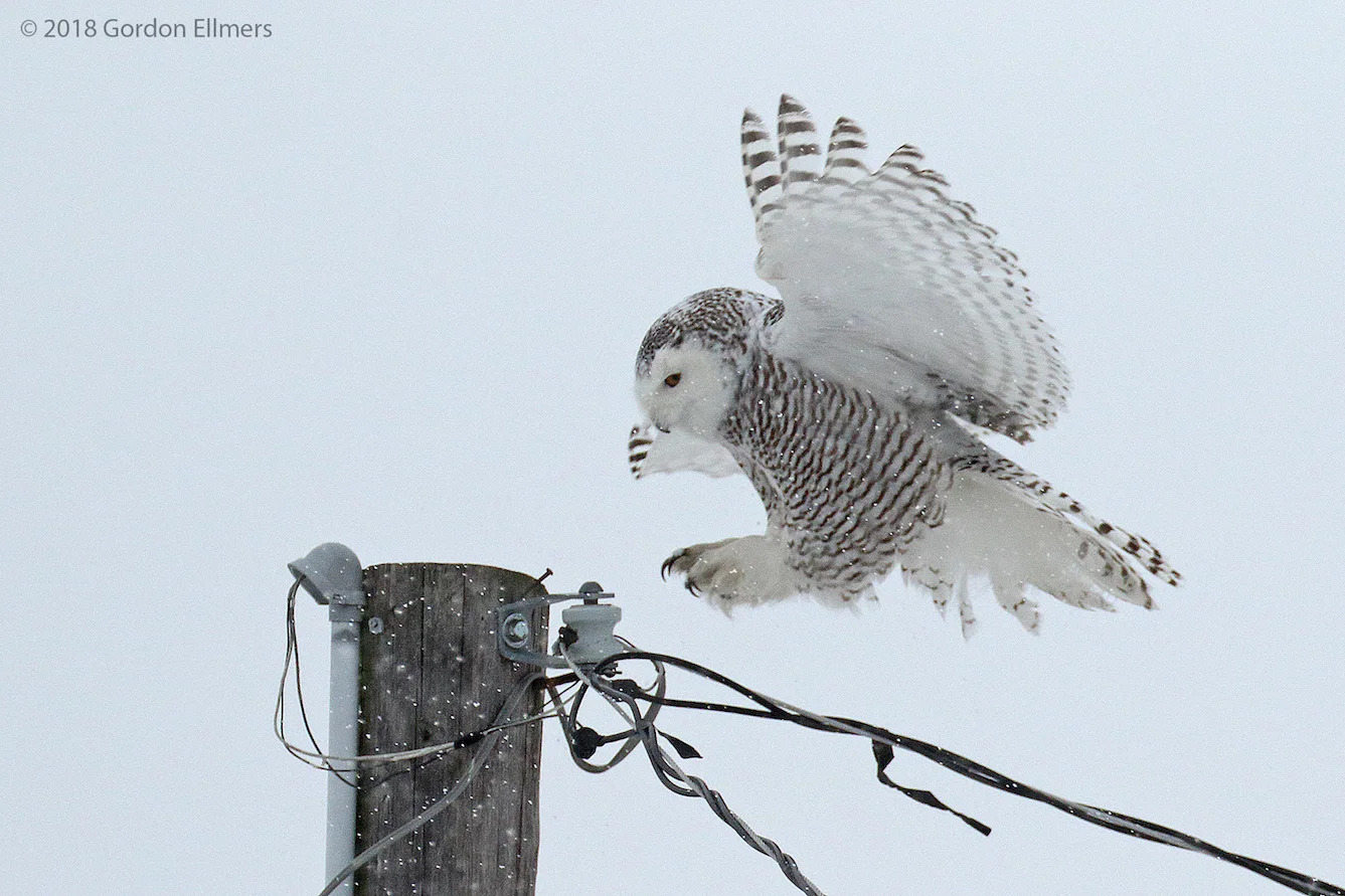 How to Watch Snowy Owls in the Wild — Destination: Wildlife™