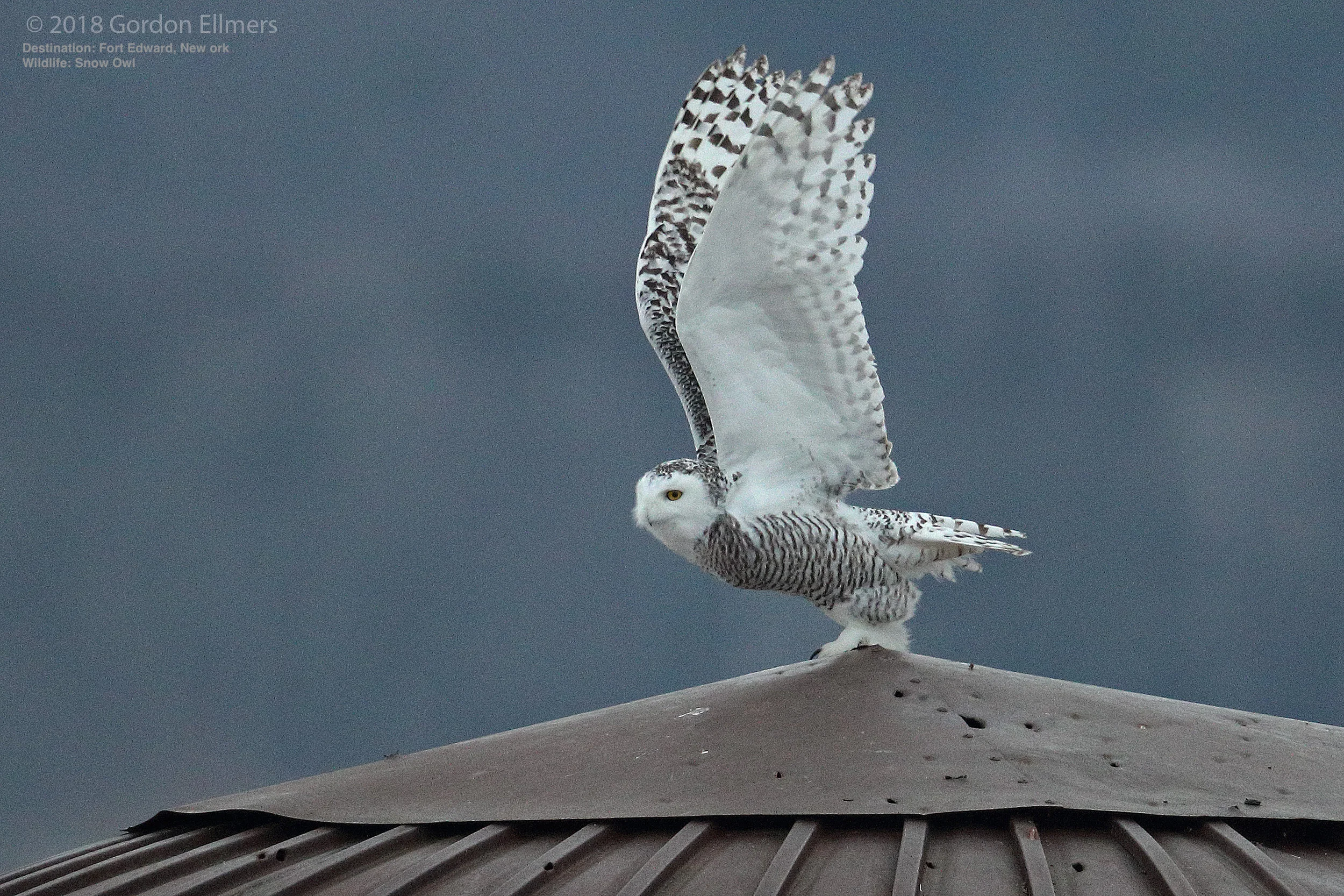 How to Watch Snowy Owls in the Wild — Destination: Wildlife™