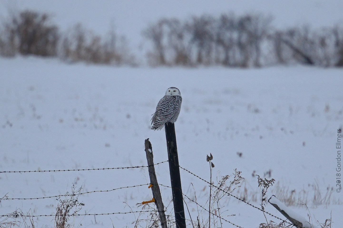 How to Watch Snowy Owls in the Wild — Destination: Wildlife™