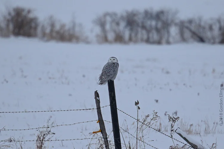 How to Watch Snowy Owls in the Wild — Destination: Wildlife™