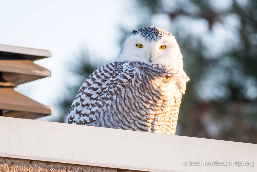 How to Watch Snowy Owls in the Wild — Destination: Wildlife™