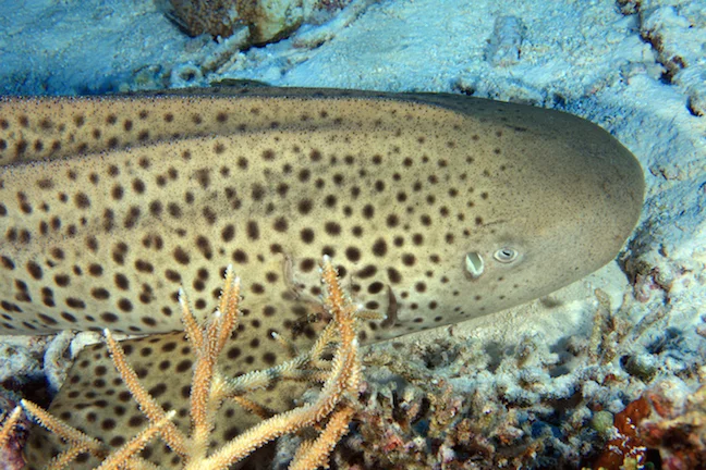 What is a Whale Shark? — Destination: Wildlife™
