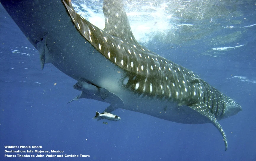 Whale Shark Conservation: Everything You Need to Know — Destination ...