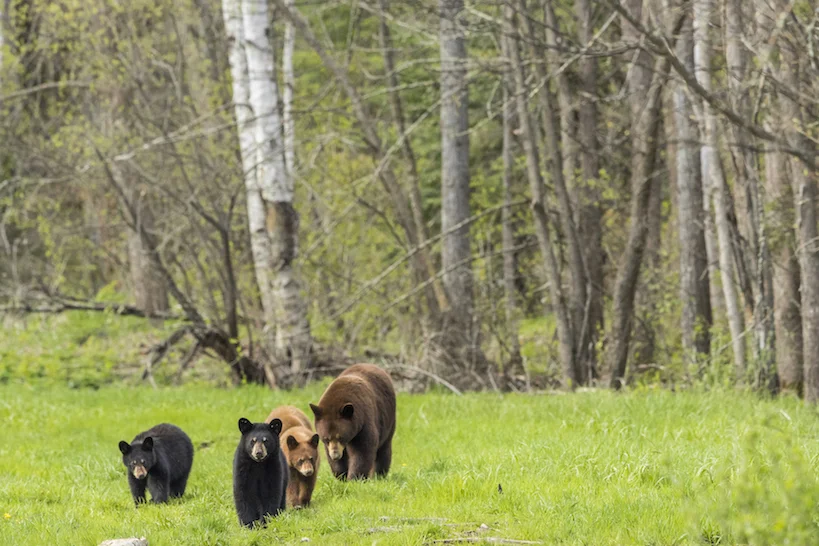 How to Photograph Black Bear in the Forest, Safely — Destination: Wildlife™