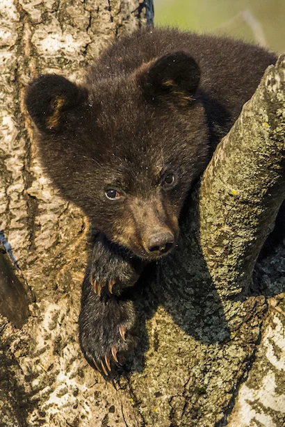 How to Photograph Black Bear in the Forest, Safely — Destination: Wildlife™