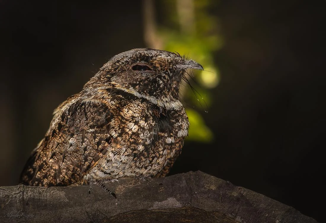 Warning, You Can Only See These Birds In Puerto Rico — Destination ...