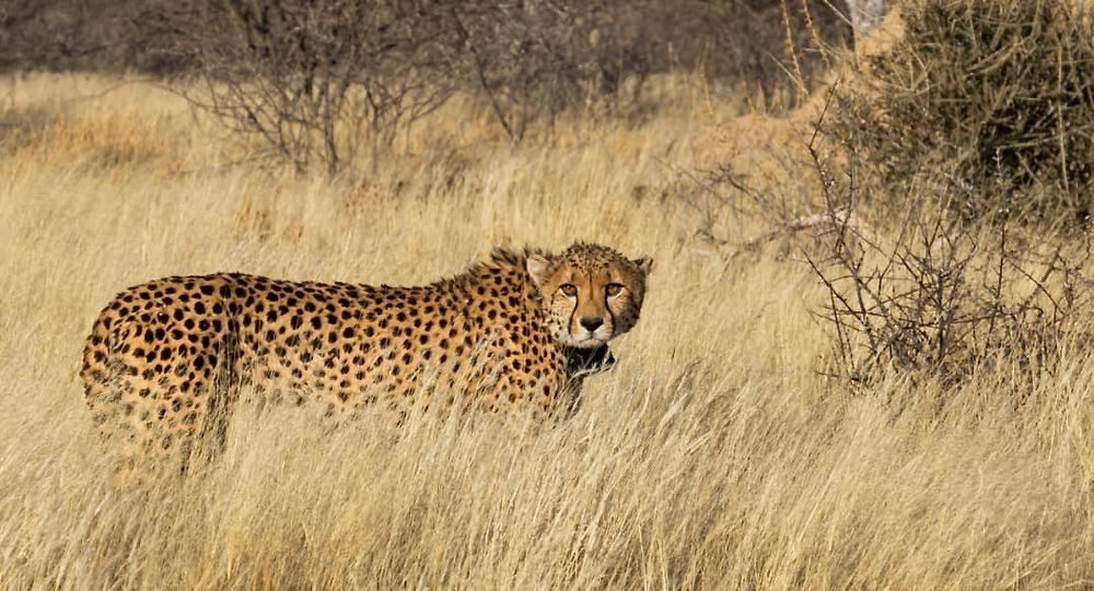 4 Wildlife Saving Organizations That You Should Know — Destination ...