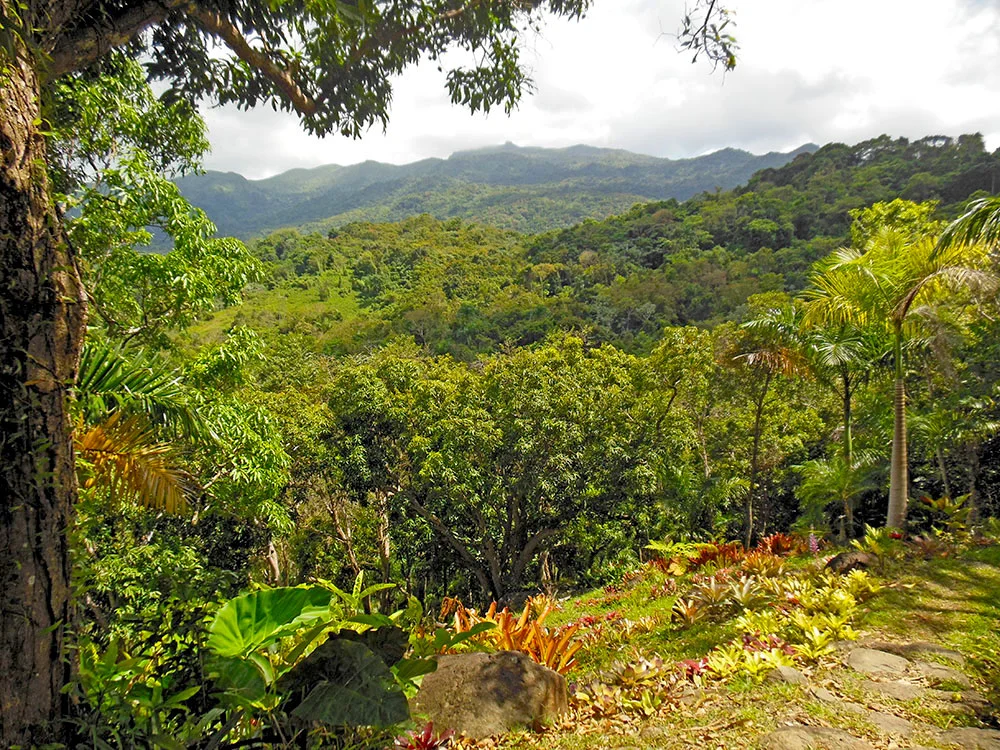 Rescue for the City Weary, Treehouses in the Rainforest — Destination ...