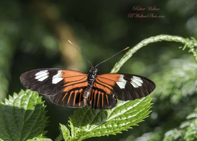 How to Get Great Photographs of Butterflies — Destination: Wildlife™