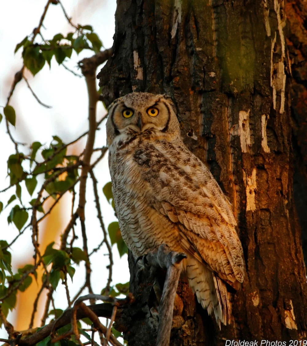 Exposed! The Wild Heart of Vibrant Calgary. — Destination: Wildlife™